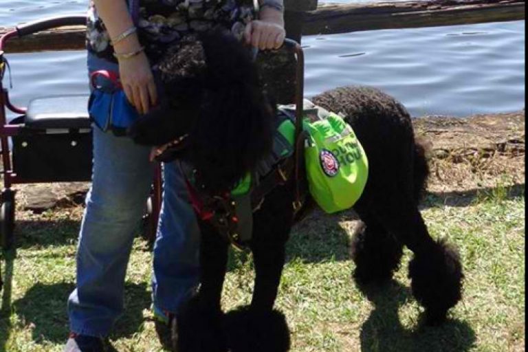 Looking for Breeds that are Good for Mobility? The Top Breeds are Here