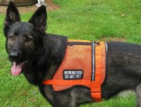 12 Best Service Dog Breeds – SMART and LOYAL Dogs!