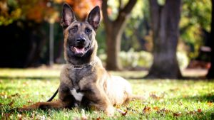 12 Best Service Dog Breeds – SMART and LOYAL Dogs!