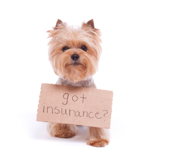 Getting Your Service Dog Insured - Know Its Coverage and Benefits